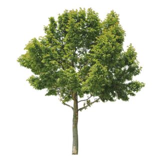 T3_013 – sozaiya.com