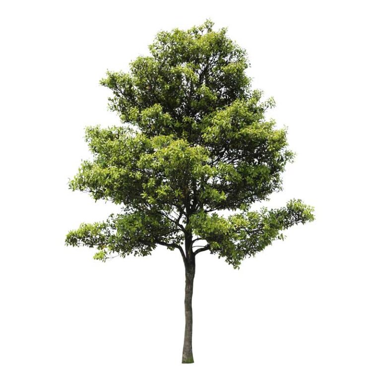 T3_082 – sozaiya.com