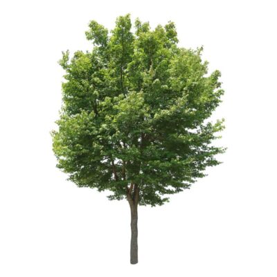 T3_288 – sozaiya.com