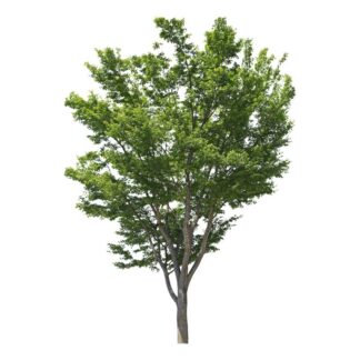 T3_199 – sozaiya.com