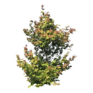 T3_088 – sozaiya.com