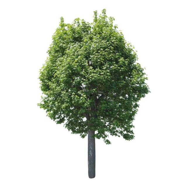 無料樹木素材セット07-30個 free_trees_set07 – sozaiya.com