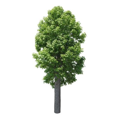 T3_323 – sozaiya.com