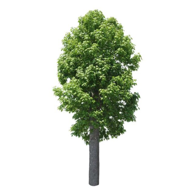 無料樹木素材セット07-30個 free_trees_set07 – sozaiya.com