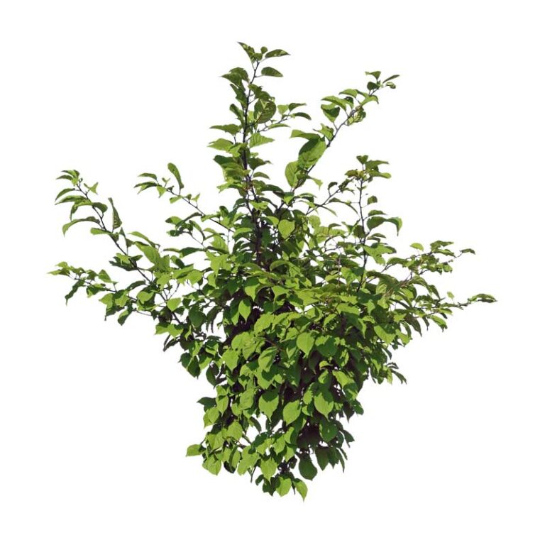 樹木素材 – sozaiya.com