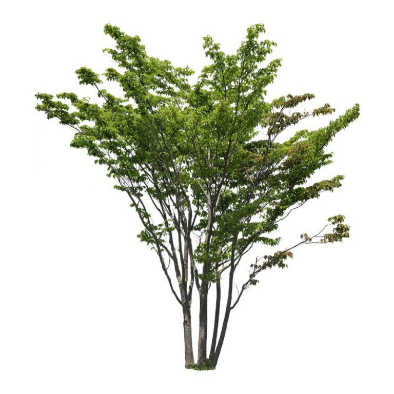 無料樹木素材セット07-30個 free_trees_set07 – sozaiya.com