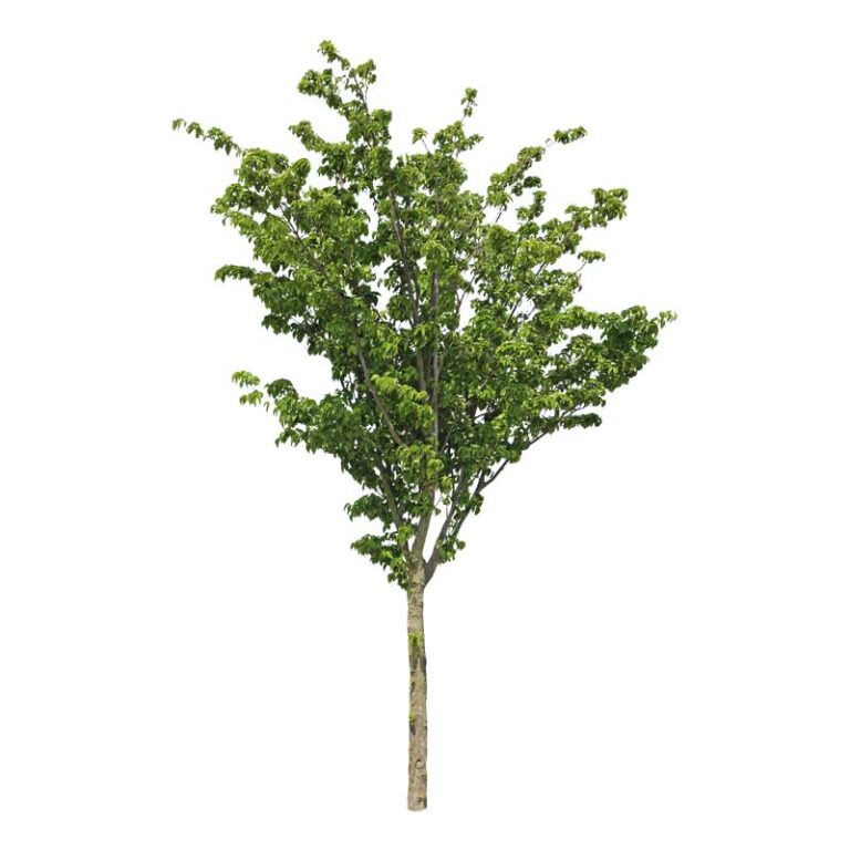 無料樹木素材セット07-30個 free_trees_set07 – sozaiya.com