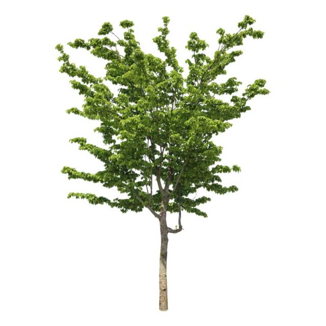 T3_082 – sozaiya.com