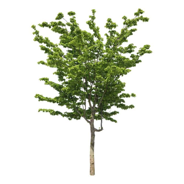 T3_082 – sozaiya.com