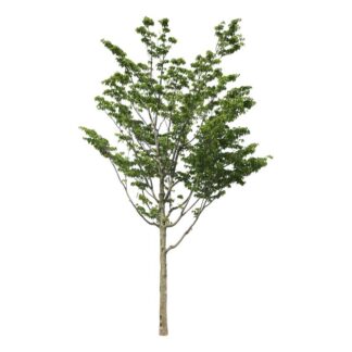 T3_082 – sozaiya.com