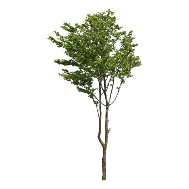 樹木素材 – ページ 6 – sozaiya.com