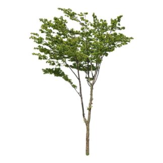 T3_088 – sozaiya.com