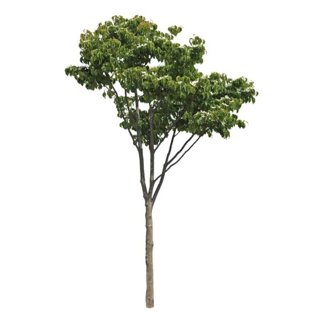 T3_088 – sozaiya.com