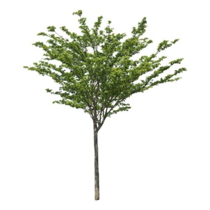 T3_308 – sozaiya.com