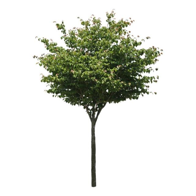 T3_310 – sozaiya.com