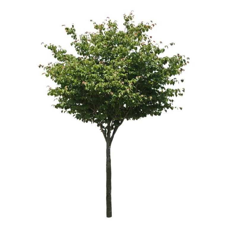 樹木素材 – sozaiya.com