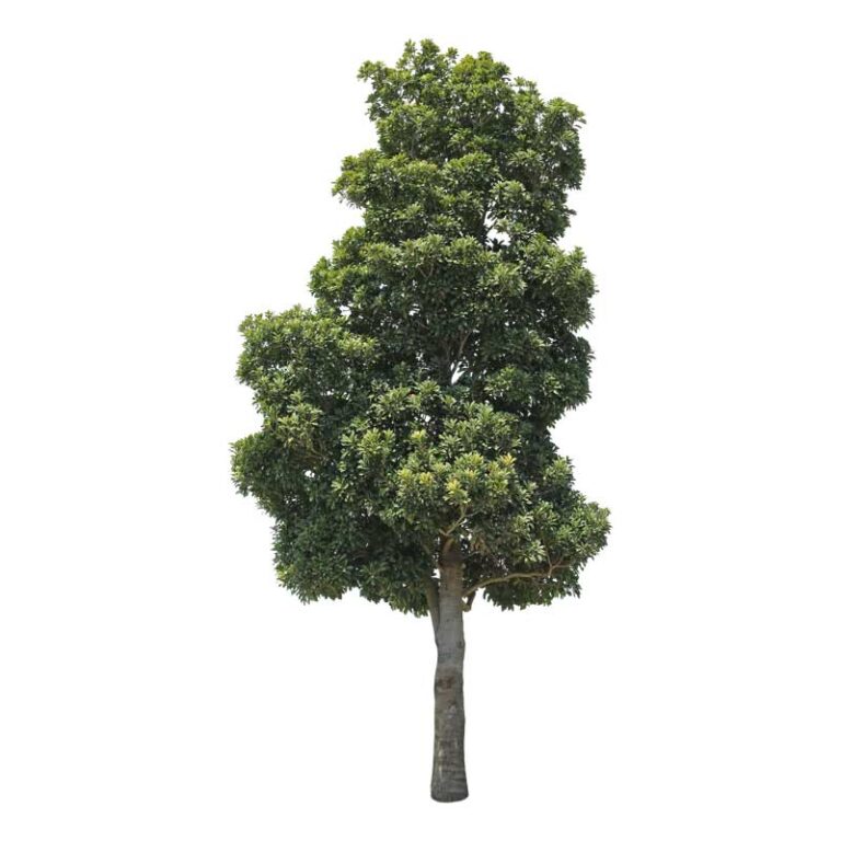 T3_082 – sozaiya.com