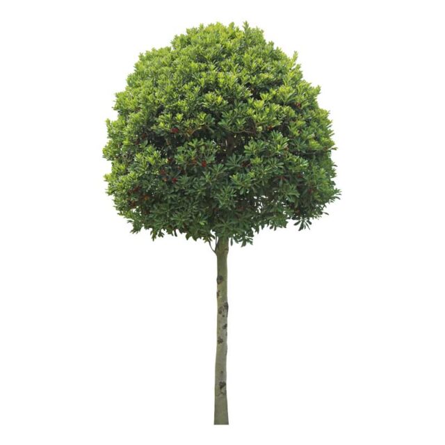 T3_127 – sozaiya.com