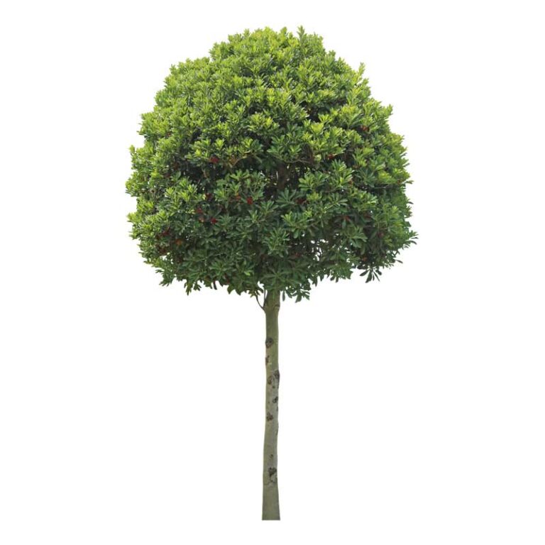 無料樹木素材セット07-30個 free_trees_set07 – sozaiya.com