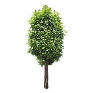 T3_003 – sozaiya.com