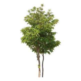 T3_247 – sozaiya.com