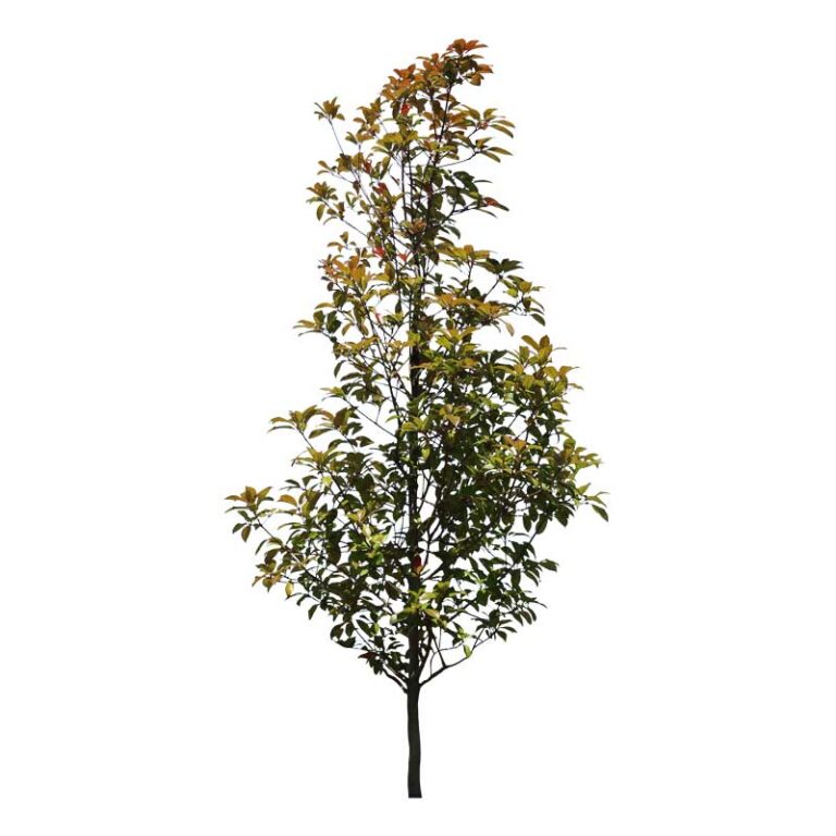 T3_322 – sozaiya.com