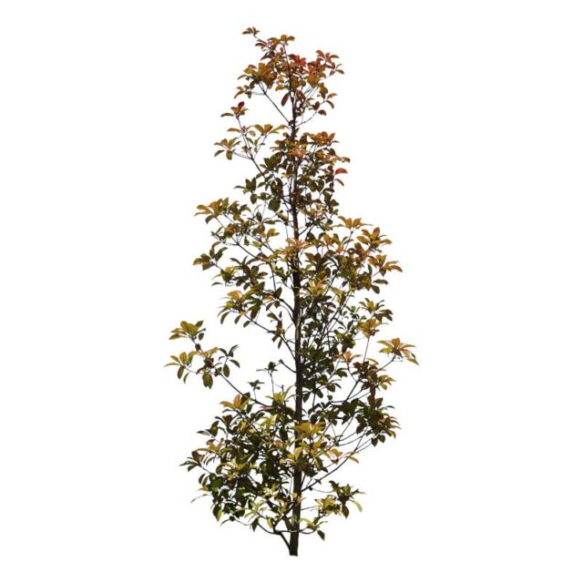 T3_082 – sozaiya.com