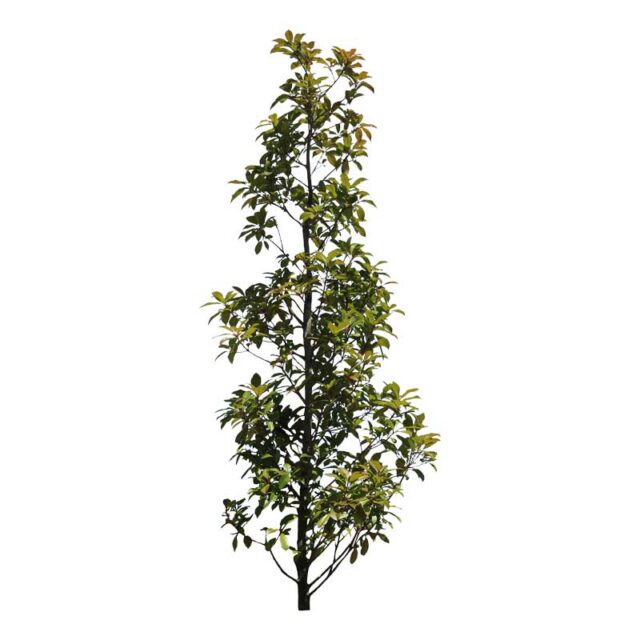 T3_325 – sozaiya.com