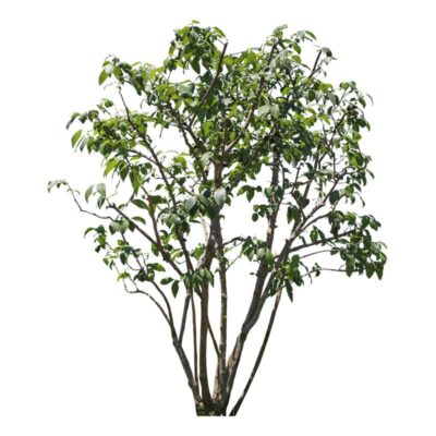 T3_327 – sozaiya.com