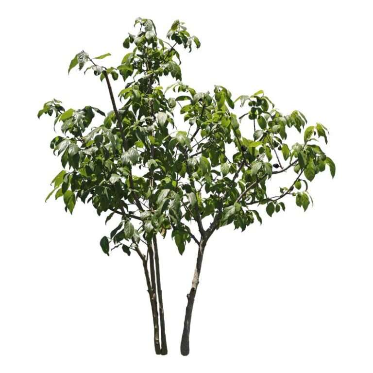 T3_082 – sozaiya.com