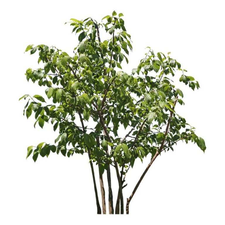 T3_082 – sozaiya.com