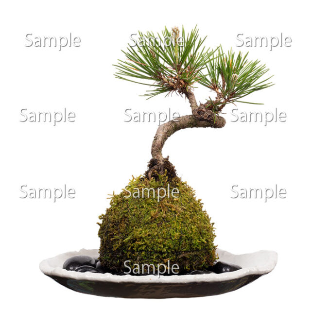 F1001 – sozaiya.com