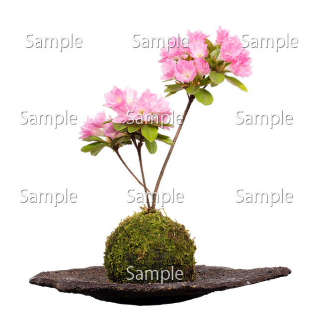 bonhachi_02 – sozaiya.com