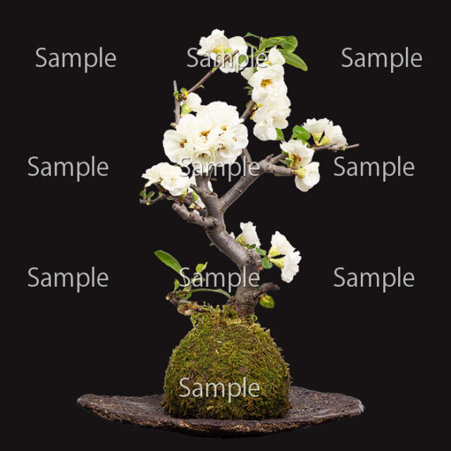 kokedama06 – sozaiya.com