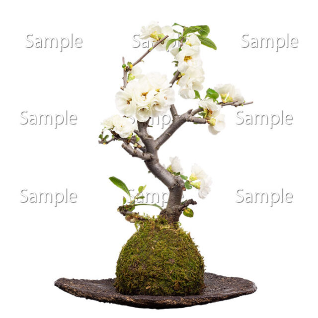 花素材 – sozaiya.com